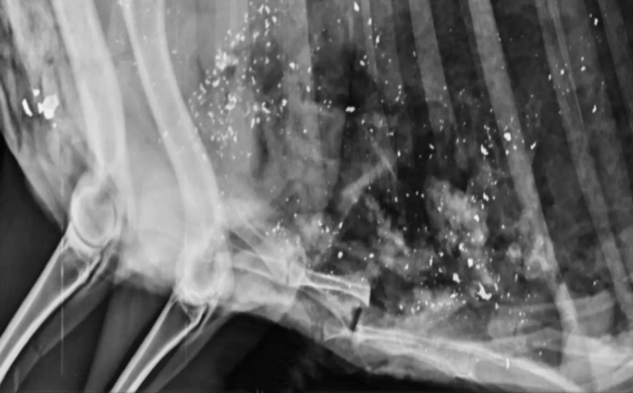 The Dangers of Hunting With Lead